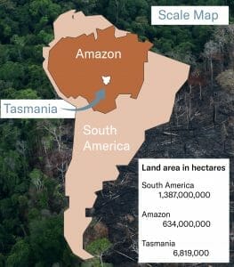 Amazon destruction proves that attitudes to forestry need to change ...